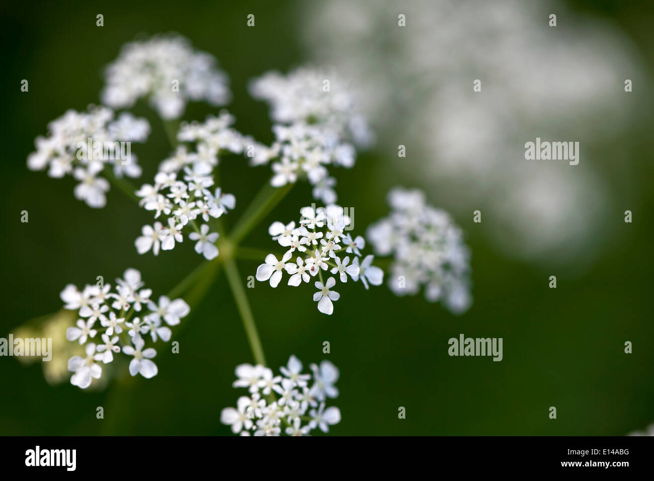 Cow parsley hi-res stock photography and images - Alamy