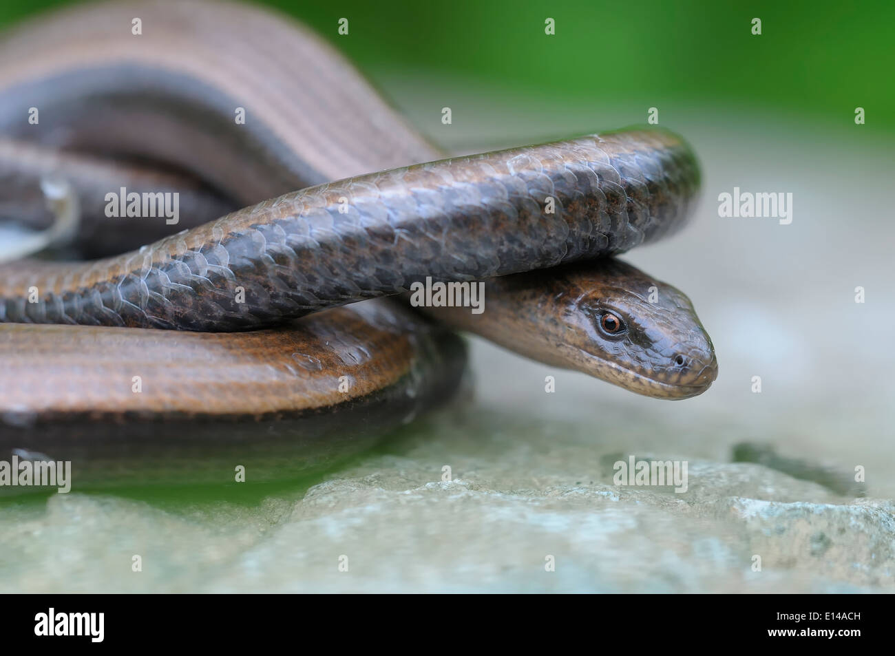 Limbless lizard hi-res stock photography and images - Alamy