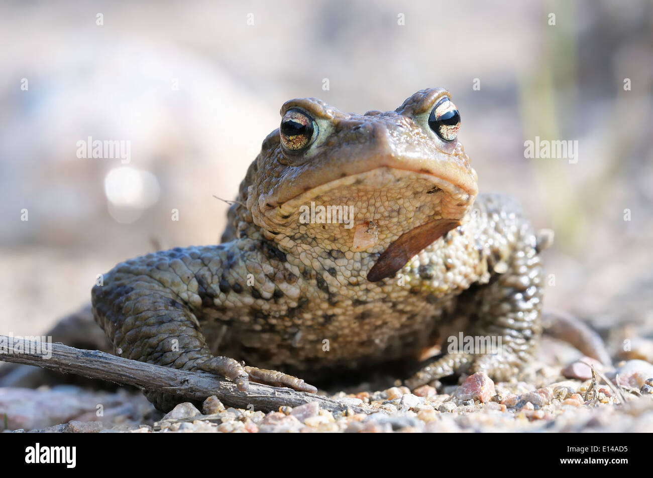 Toad Face To Face High Resolution Stock Photography and Images - Alamy