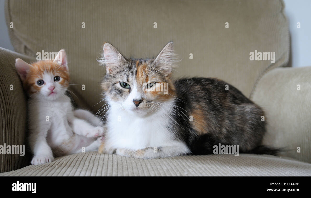 Look kitten hi-res stock photography and images - Alamy