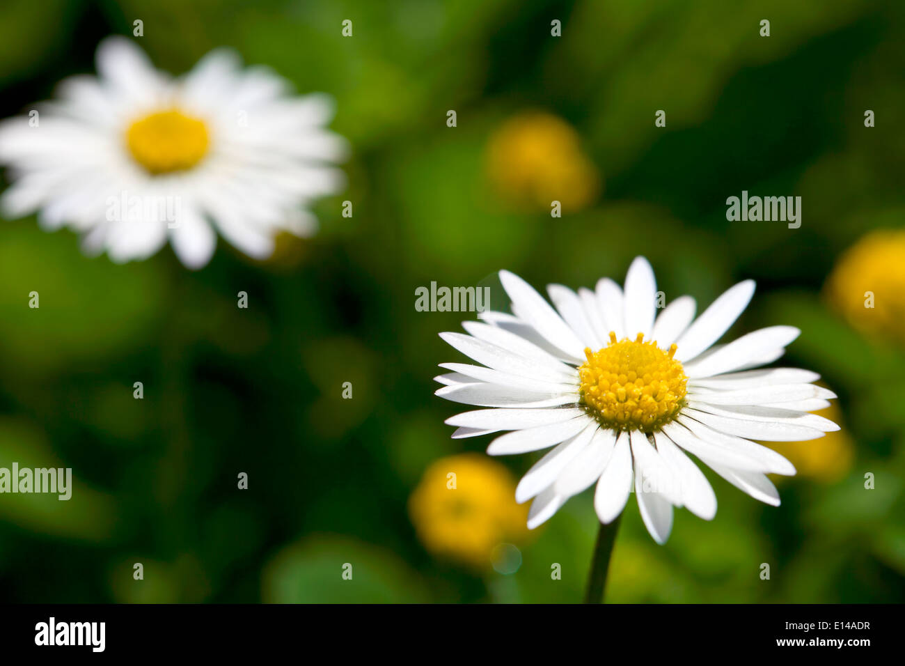 Daisy species hi-res stock photography and images - Alamy