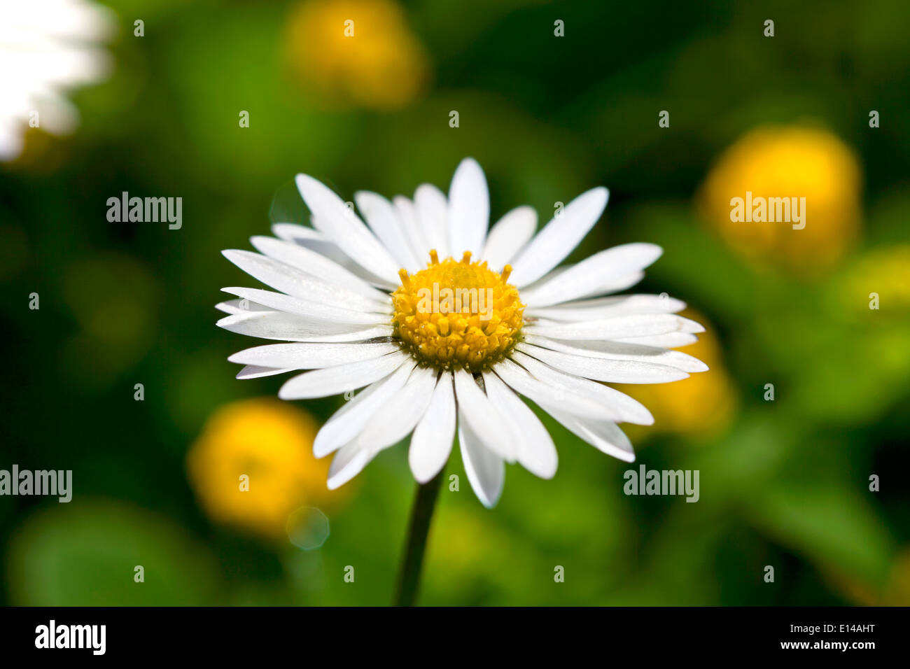 Daisy species hi-res stock photography and images - Alamy