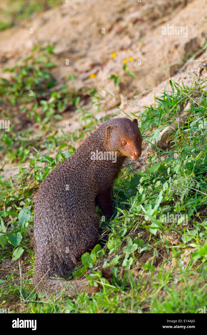 Herpestes smithii zeylanicus hi-res stock photography and images - Alamy