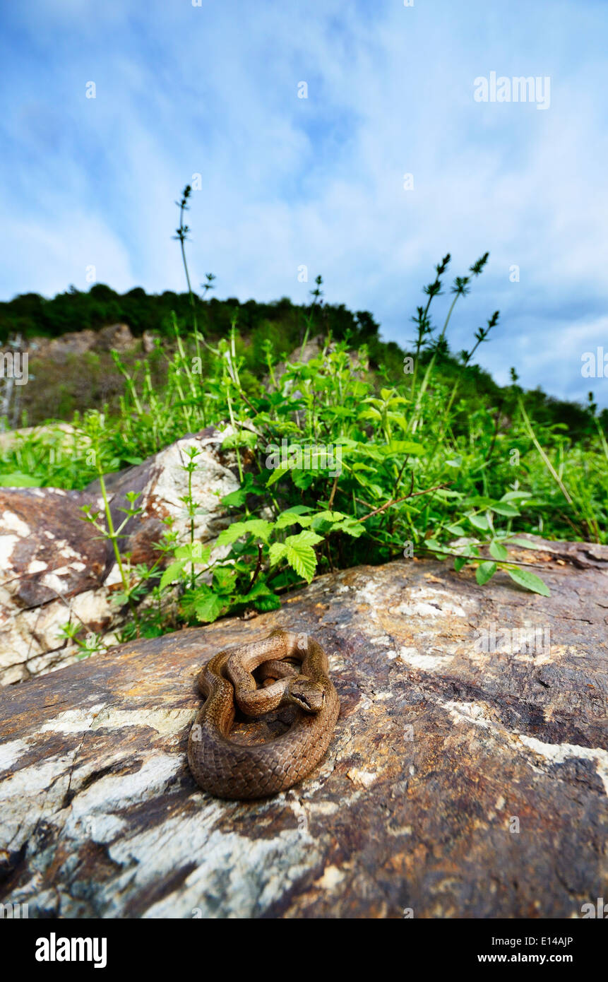 Snake coiled hi-res stock photography and images - Alamy