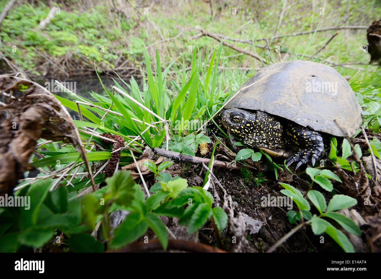 Turtle in the forest Stock Photo - Alamy