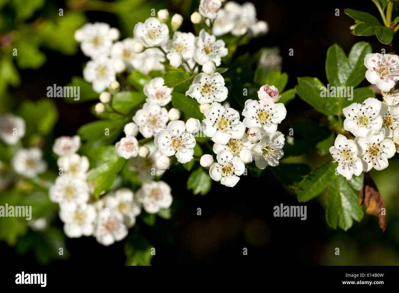 Lone hawthorn bush hi-res stock photography and images - Alamy