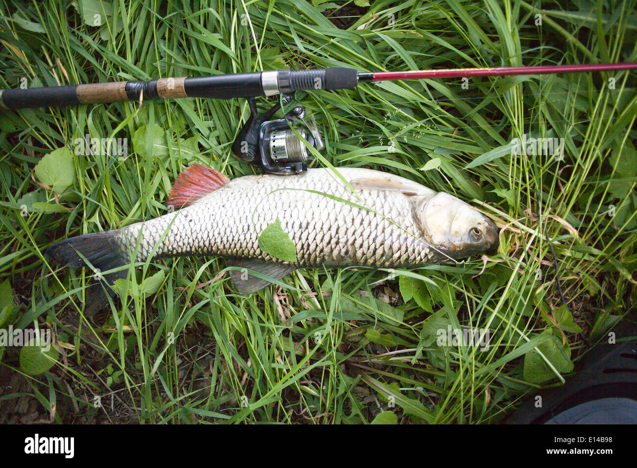 Fish on grass hi-res stock photography and images - Alamy