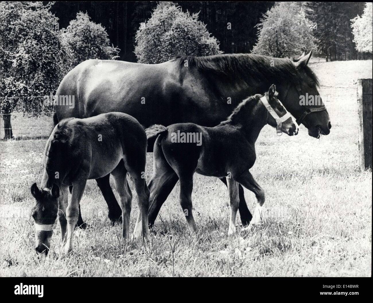 Apr. 17, 2012 - Horse - Twin Born In Zurich: A rare birth took place in ...