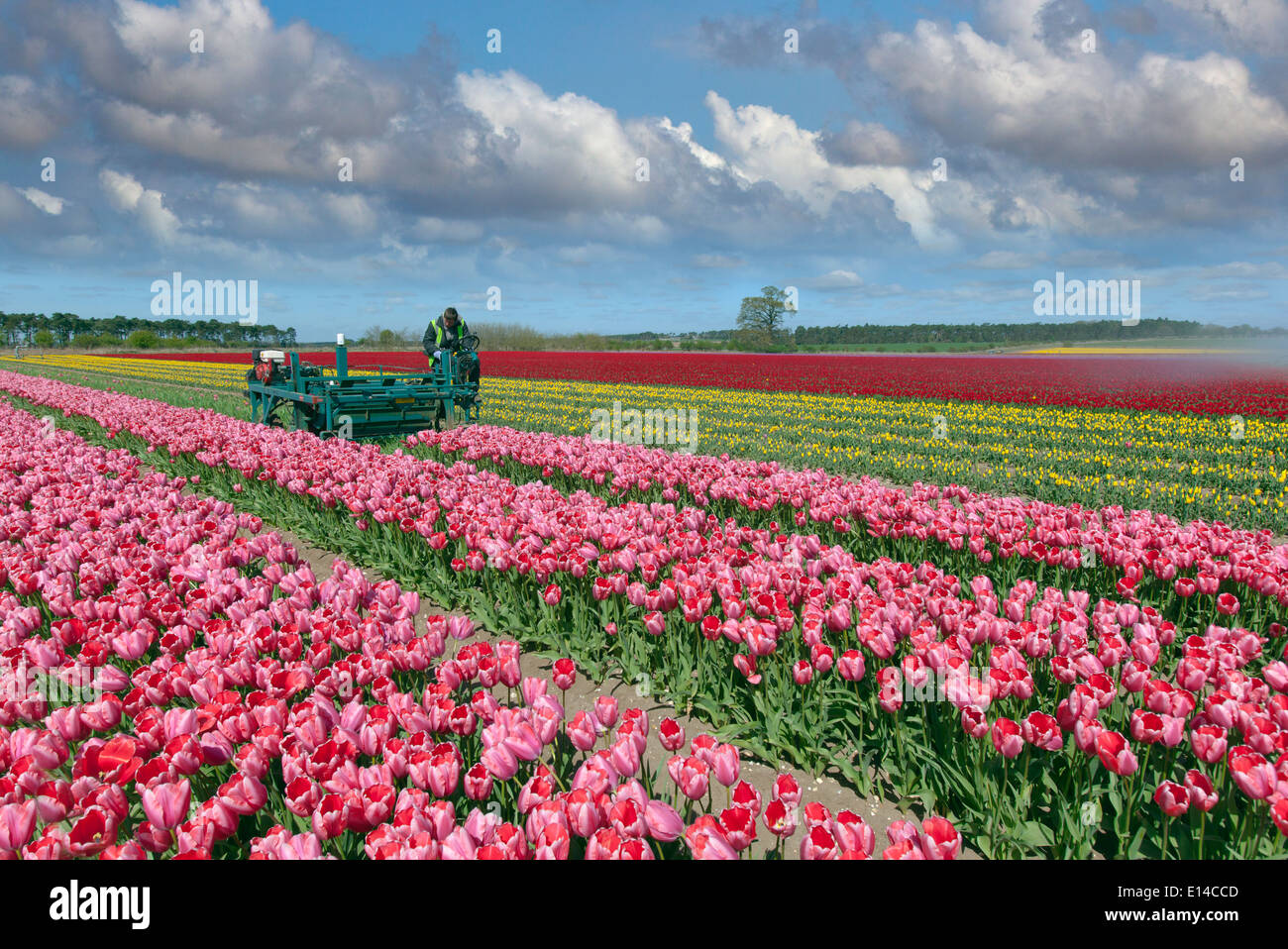 Tulip bulb production hi-res stock photography and images - Alamy