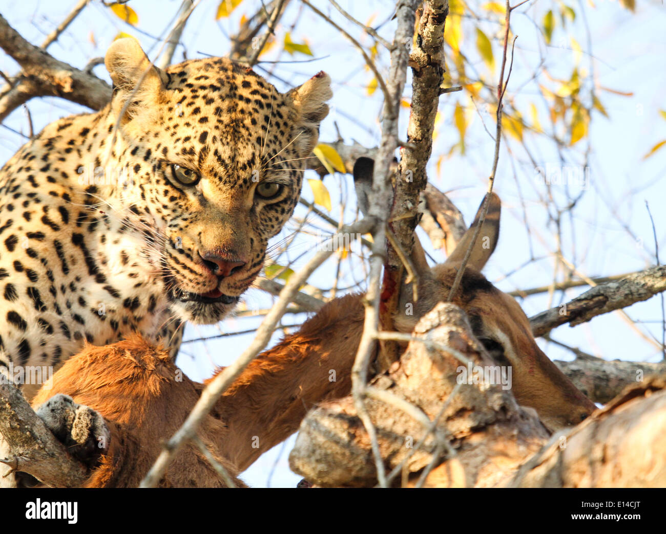 Leopard with a kill hi-res stock photography and images - Alamy