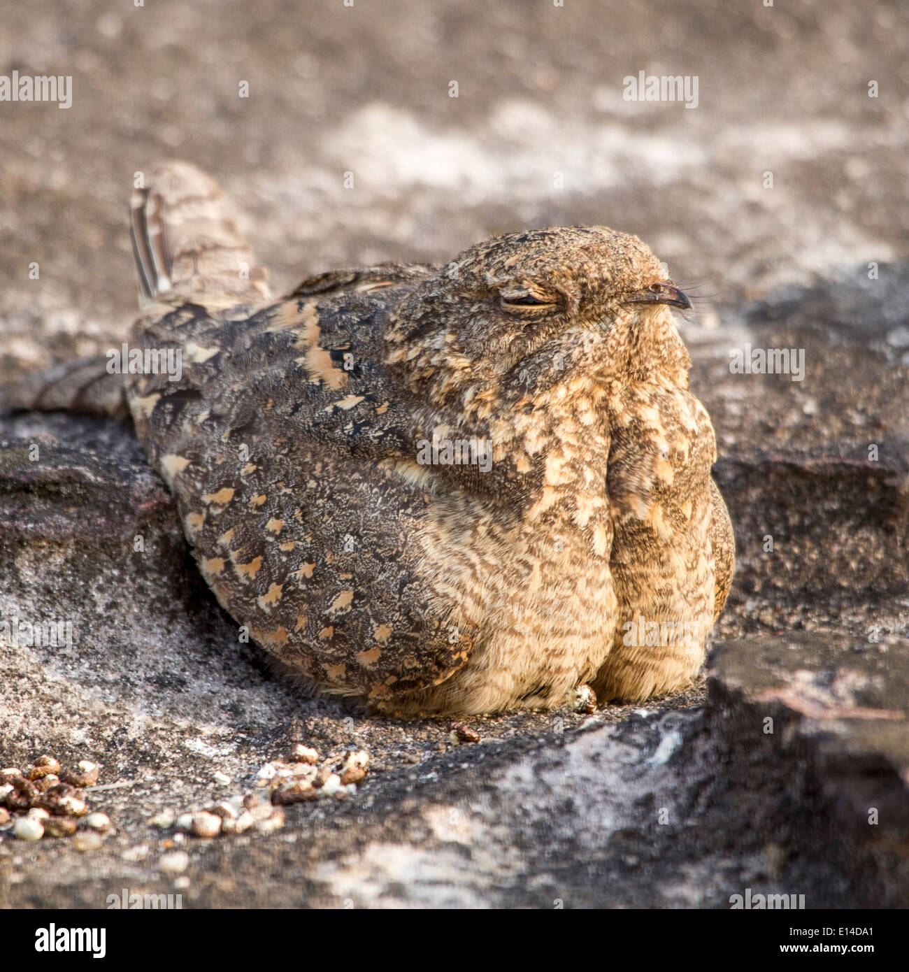 Jungle Nightjar,Bandhavgarh tiger reserve, India, Asia Stock Photo - Alamy