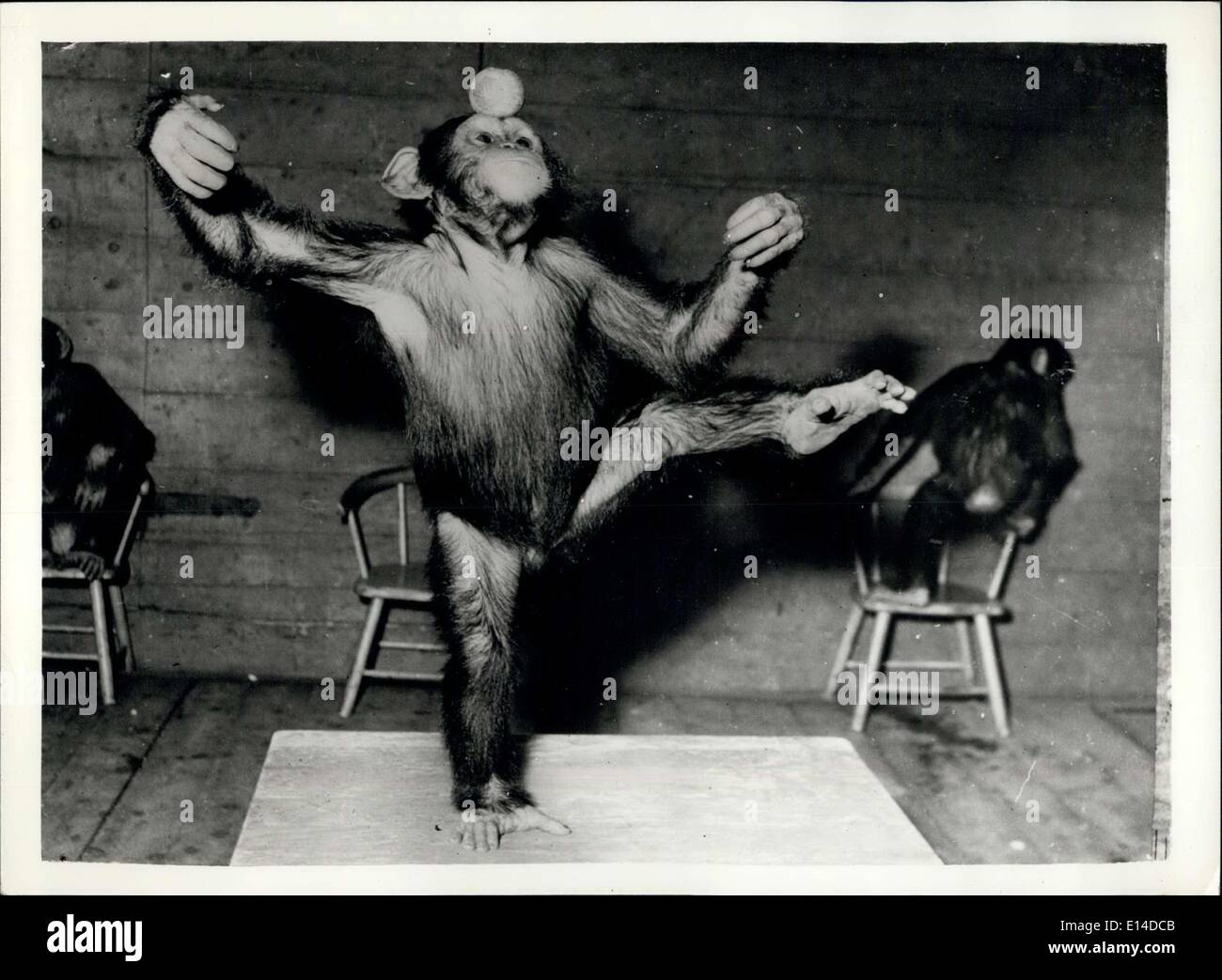 Chimp circus hi-res stock photography and images - Alamy