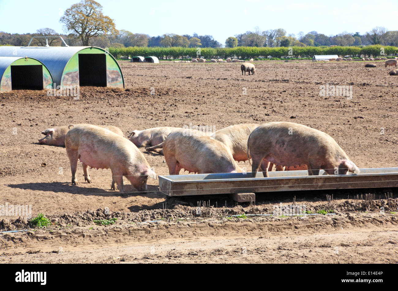 Large white pigs outdoors and free range on a Suffolk farm Stock Photo ...