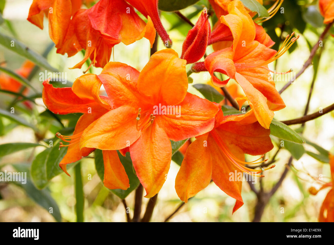 Orange azalea (Rhododendron austrinum Stock Photo - Alamy