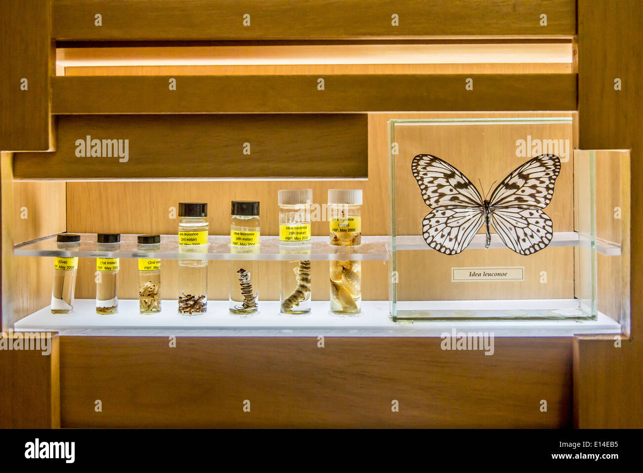 Butterfly specimens in research lab Stock Photo - Alamy