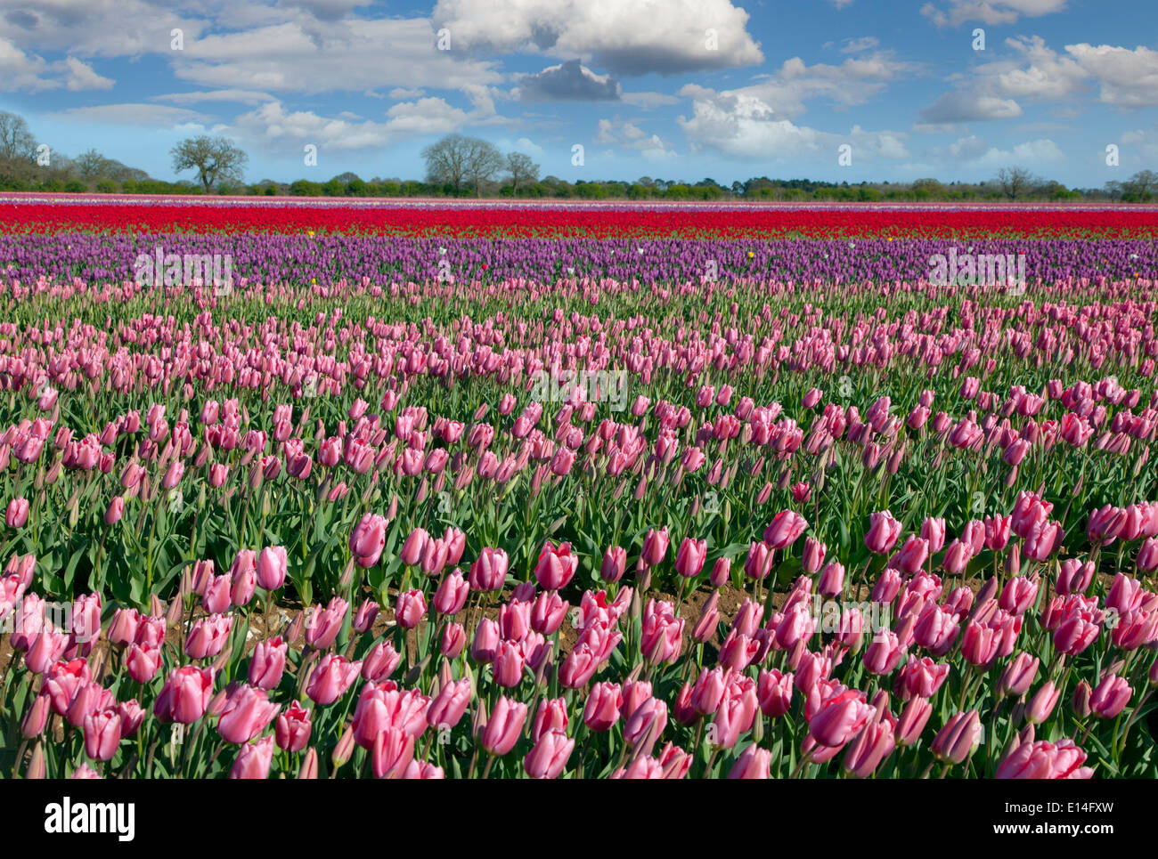 Bulb agriculture hi-res stock photography and images - Alamy