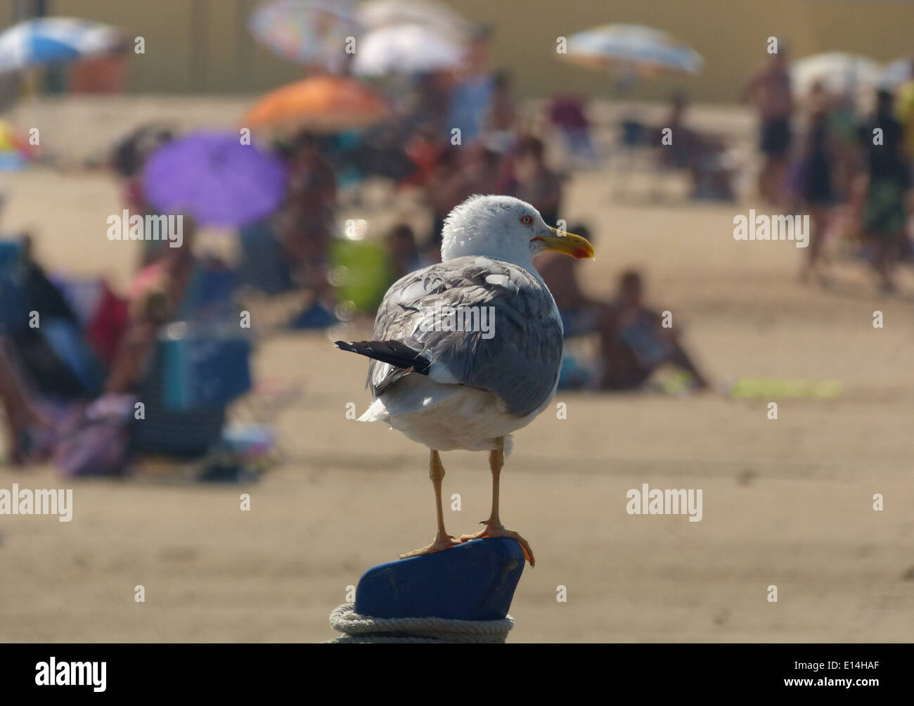 Crowd of seagull hi-res stock photography and images - Alamy