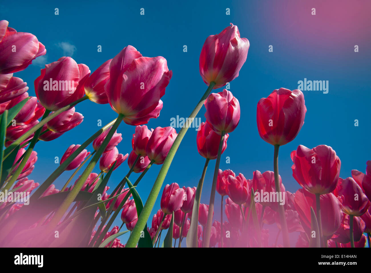 Farming flowers for export hi-res stock photography and images - Alamy