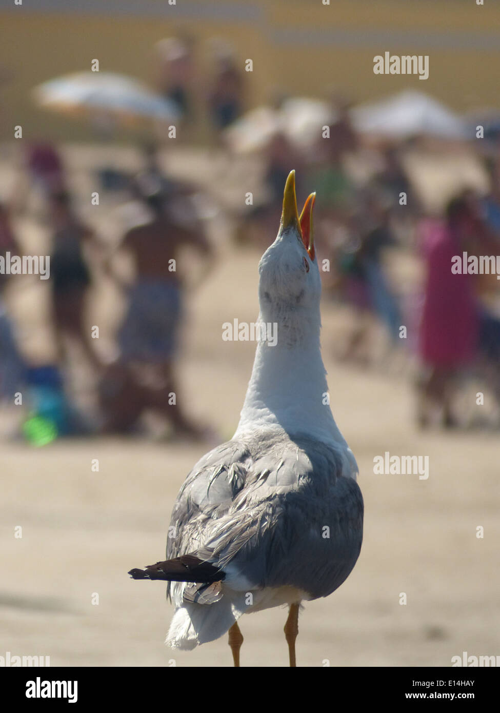 Crowd of seagull hi-res stock photography and images - Alamy