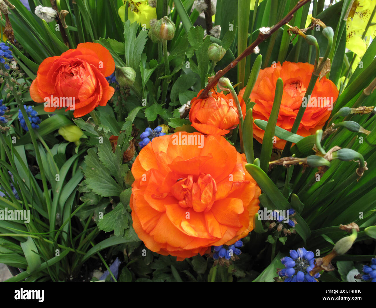 Flowers in bloom Stock Photo - Alamy