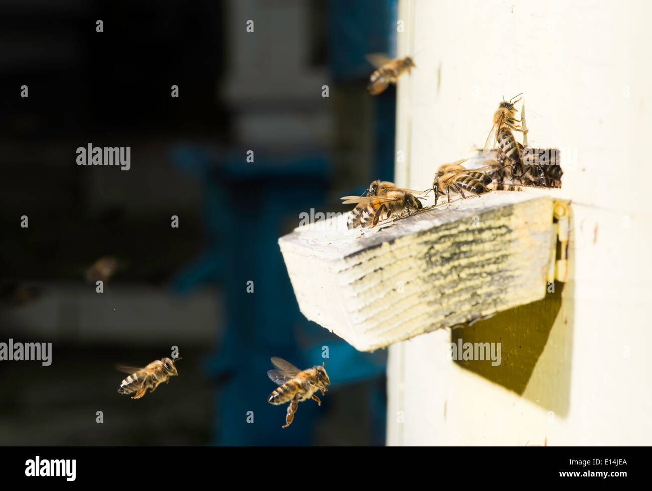 Swarm busy honey bees entering hi-res stock photography and images - Alamy