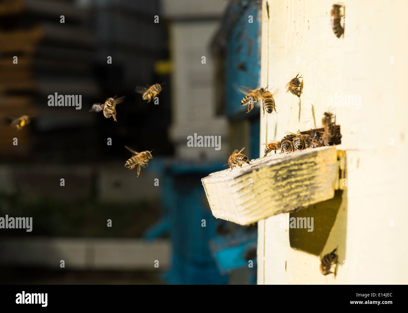 Bees entering the hive. White beehive Stock Photo - Alamy