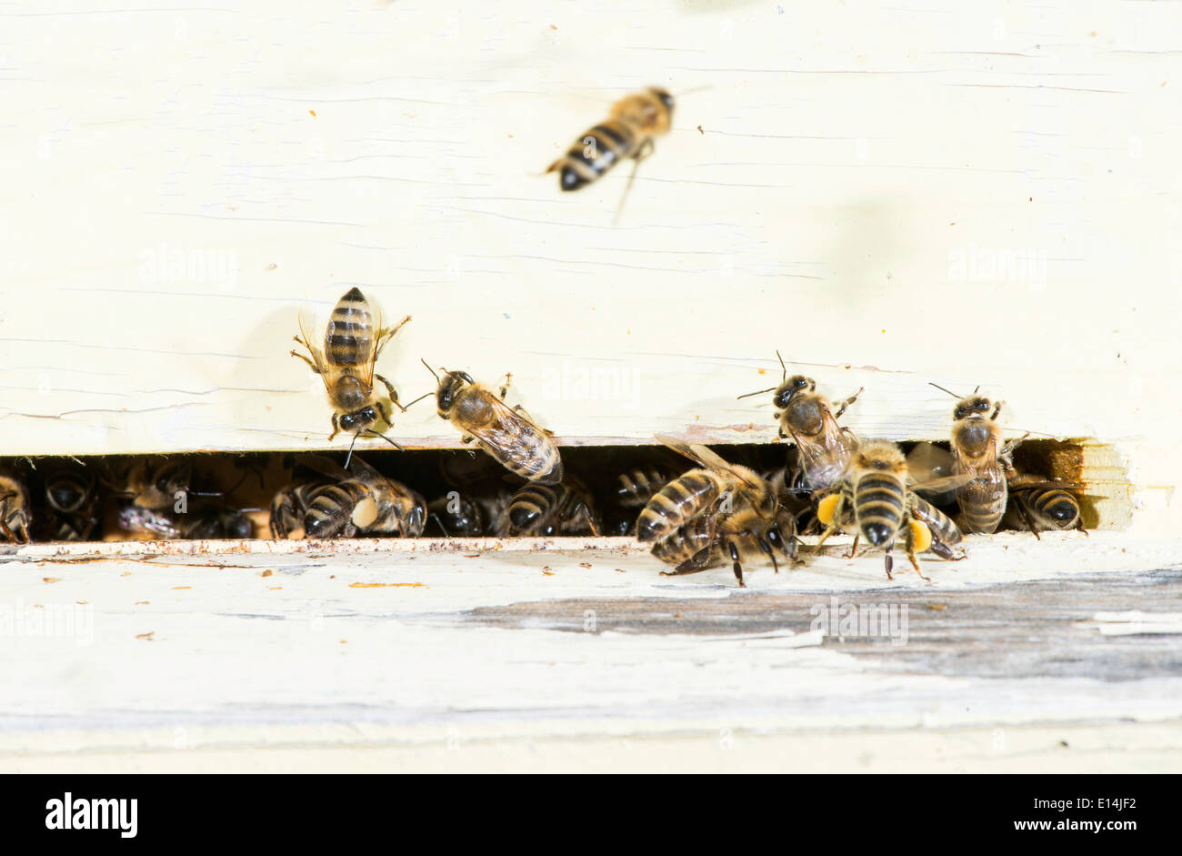 Honey bees wooden hive box hi-res stock photography and images - Alamy
