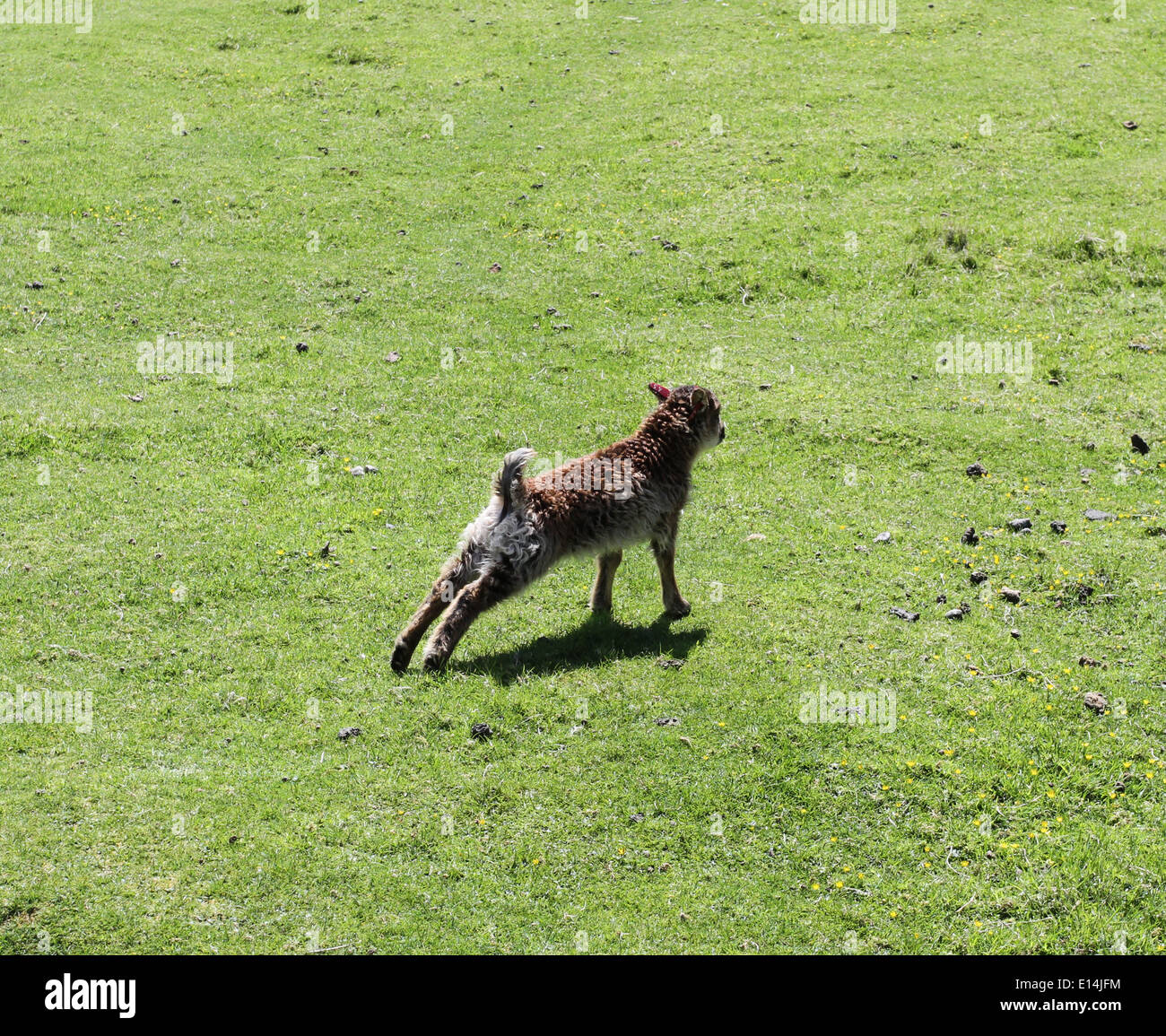 Isle of soay hi-res stock photography and images - Alamy