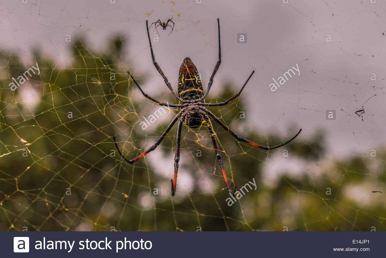 Golden Orb Silk Weaver Spider High Resolution Stock Photography and ...