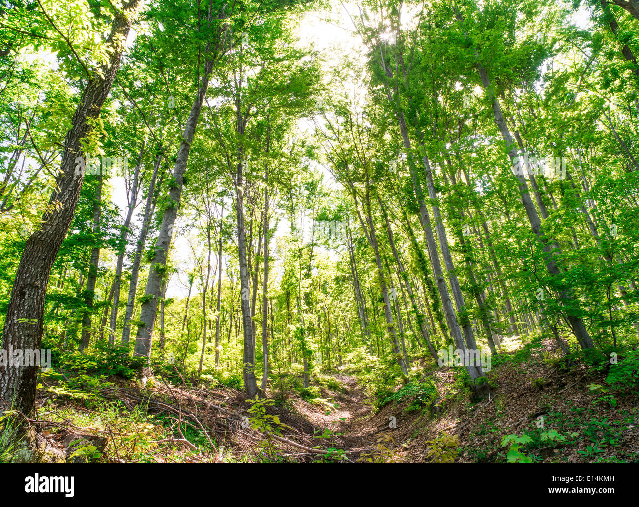 Sun light between the trees in a forest Stock Photo - Alamy