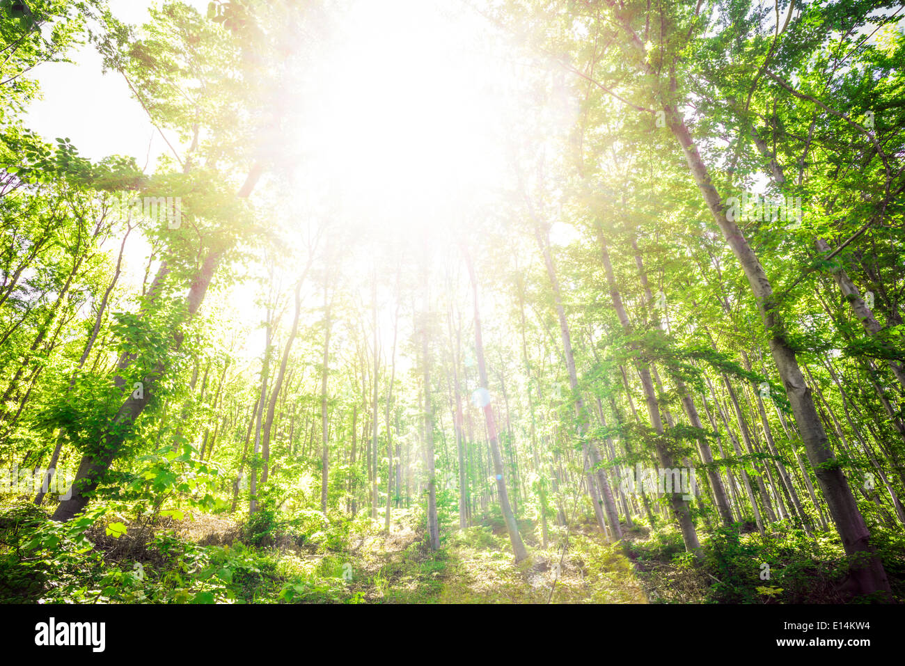 Sun light between the trees in a forest Stock Photo - Alamy