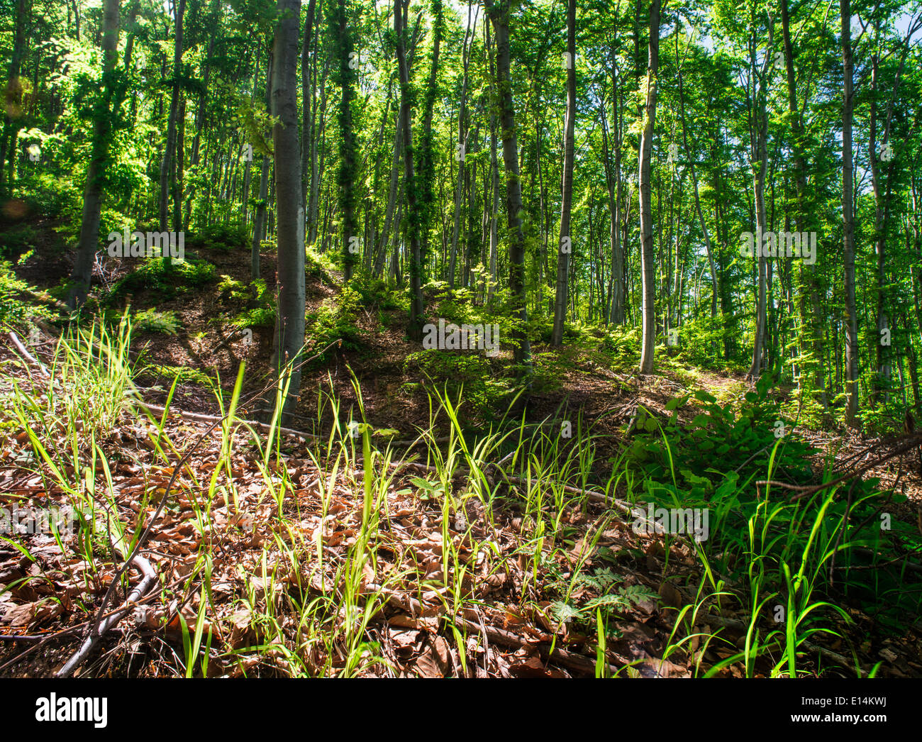 Sun light between the trees in a forest Stock Photo - Alamy