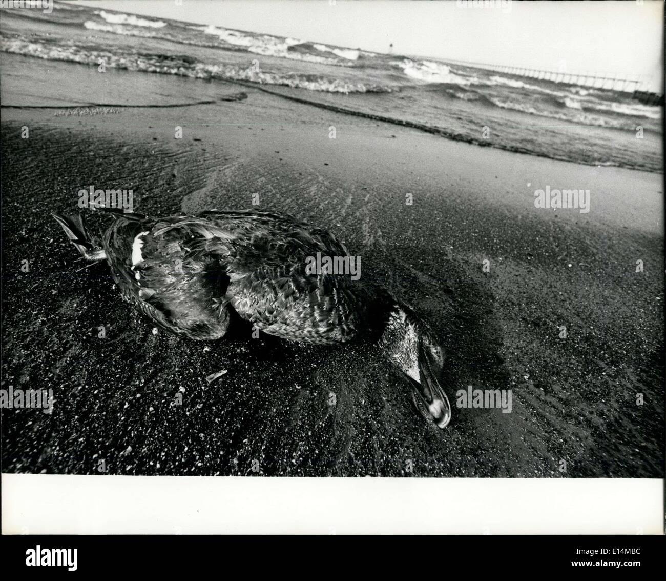 Dead duck hi-res stock photography and images - Alamy