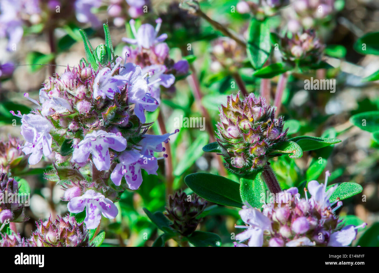 Flower thyme in the nature. Close up Stock Photo - Alamy