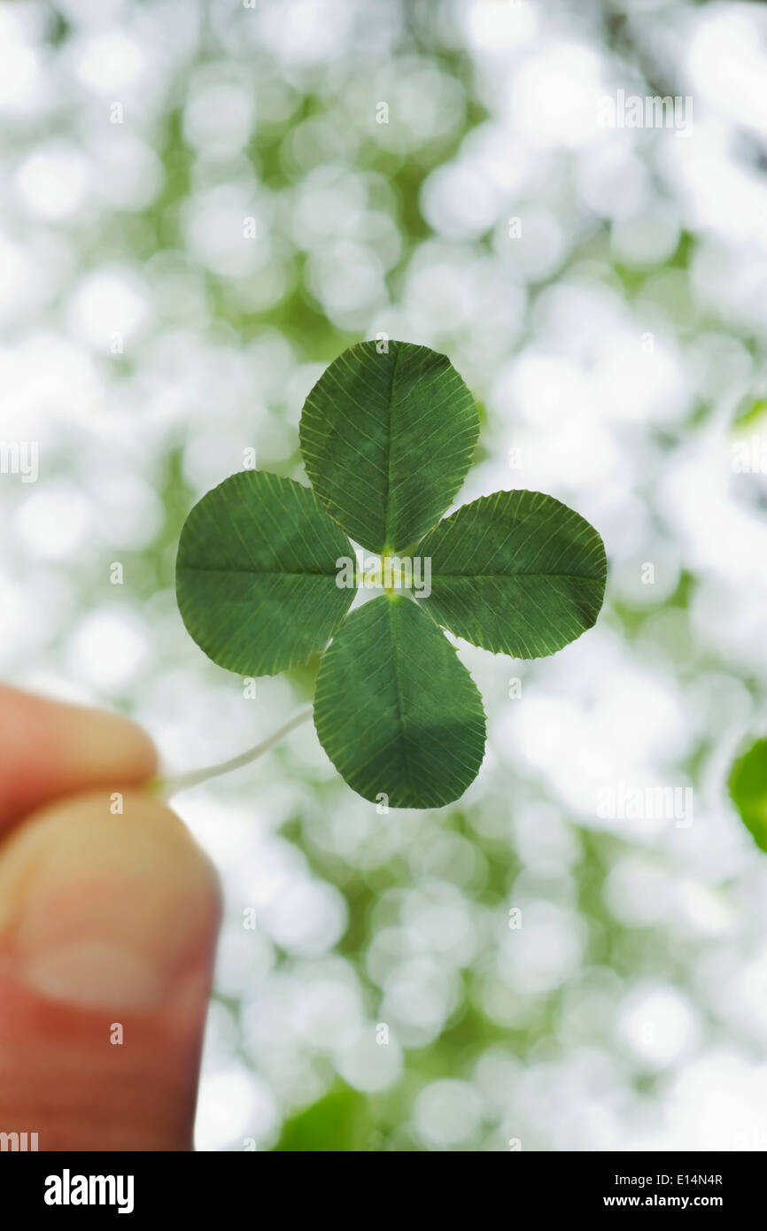 Four leaf clover hi-res stock photography and images - Alamy