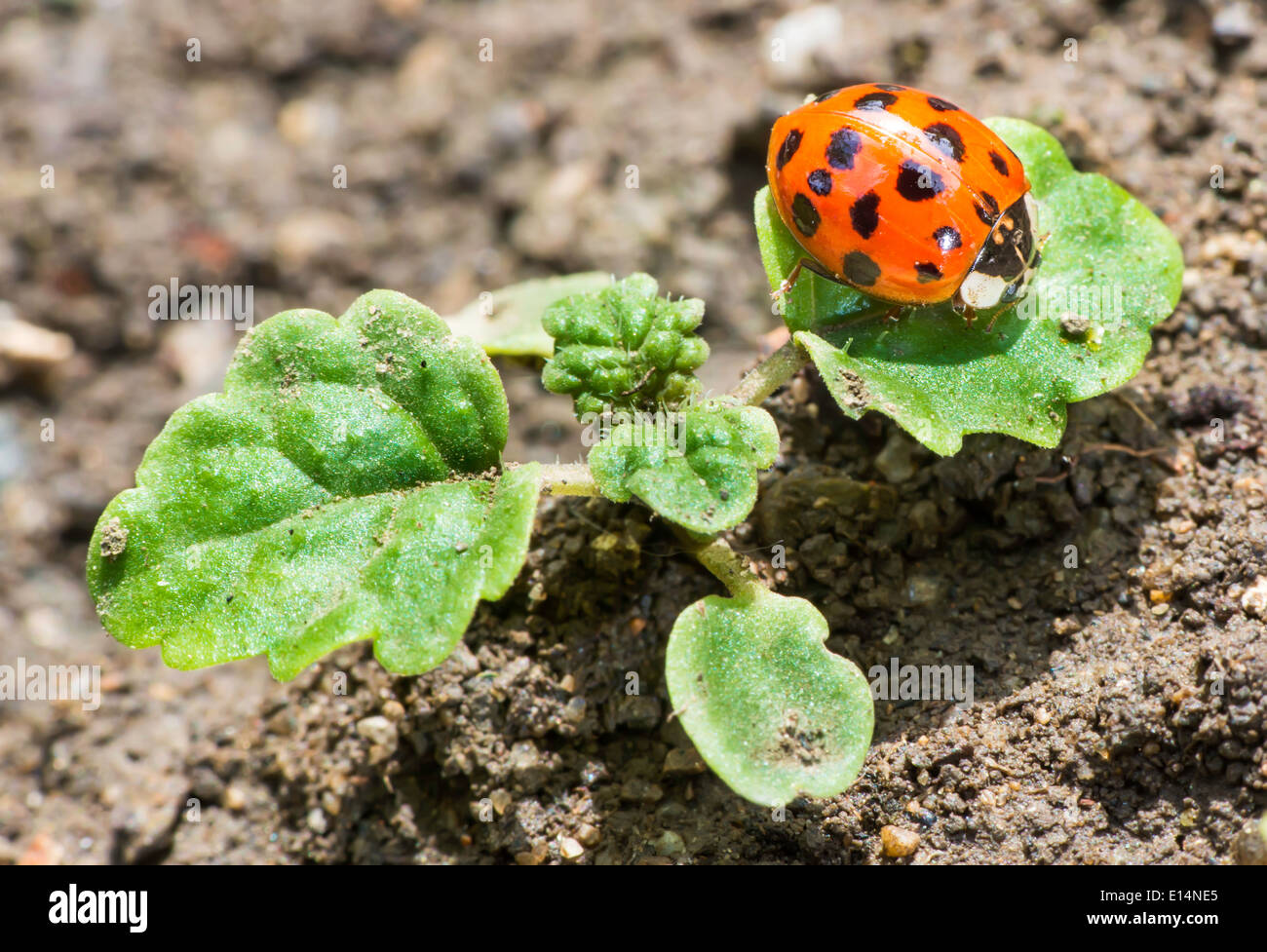 Beauty ladybug hi-res stock photography and images - Alamy