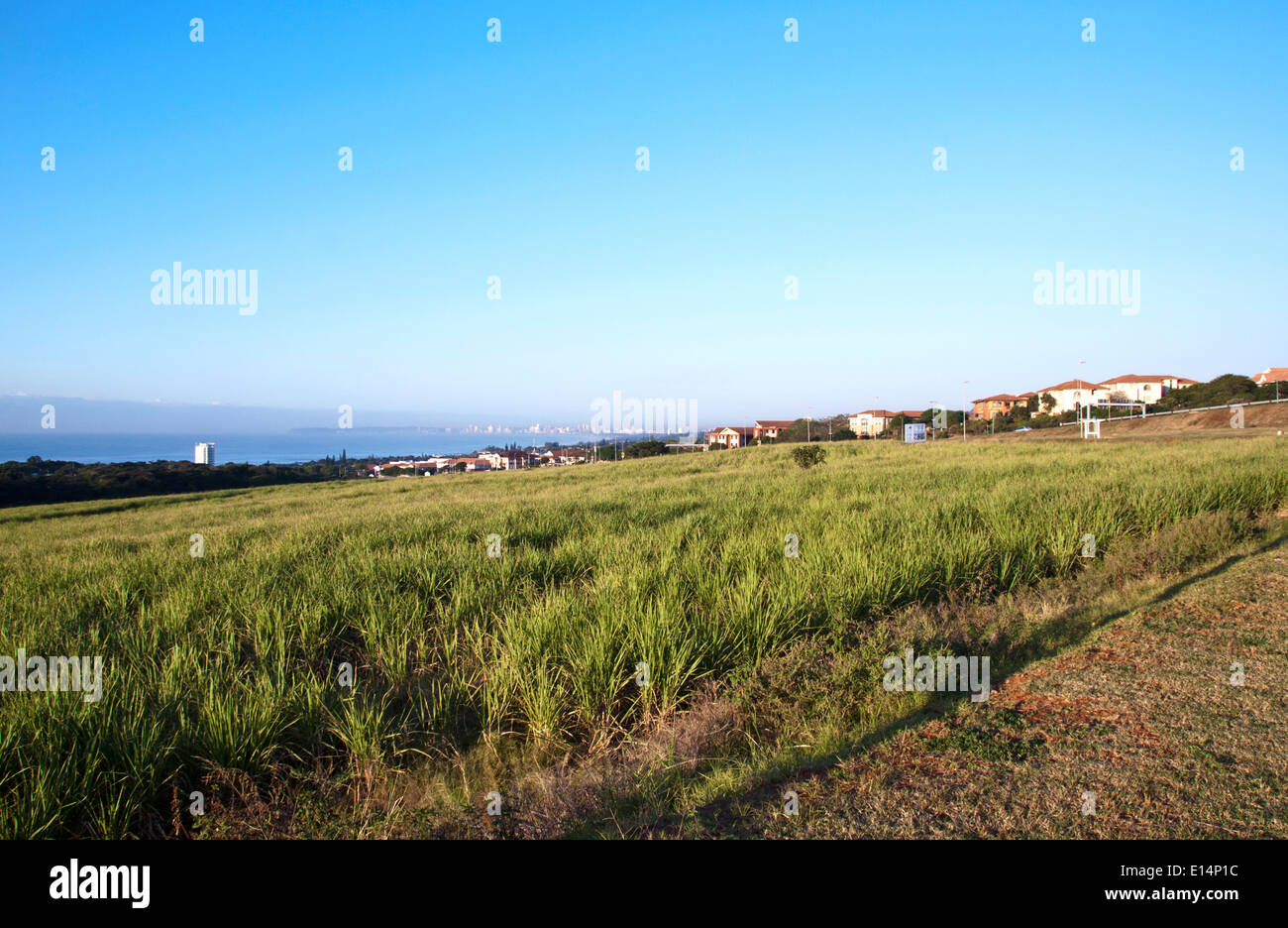 Sugarcane plantation africa hi-res stock photography and images - Alamy