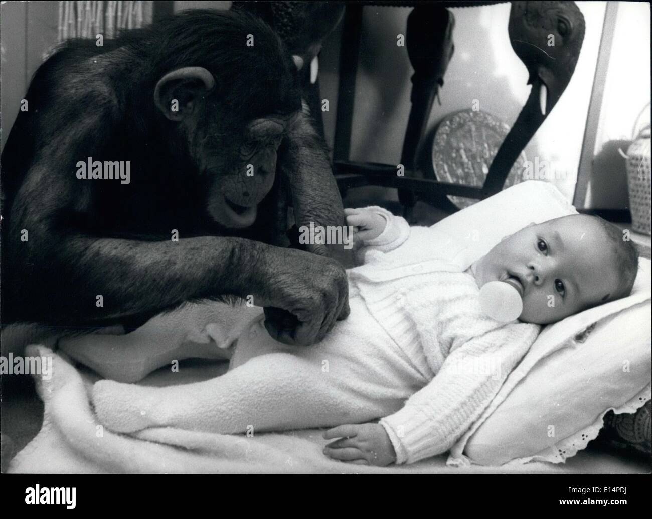 Little chimpanzee hi-res stock photography and images - Alamy