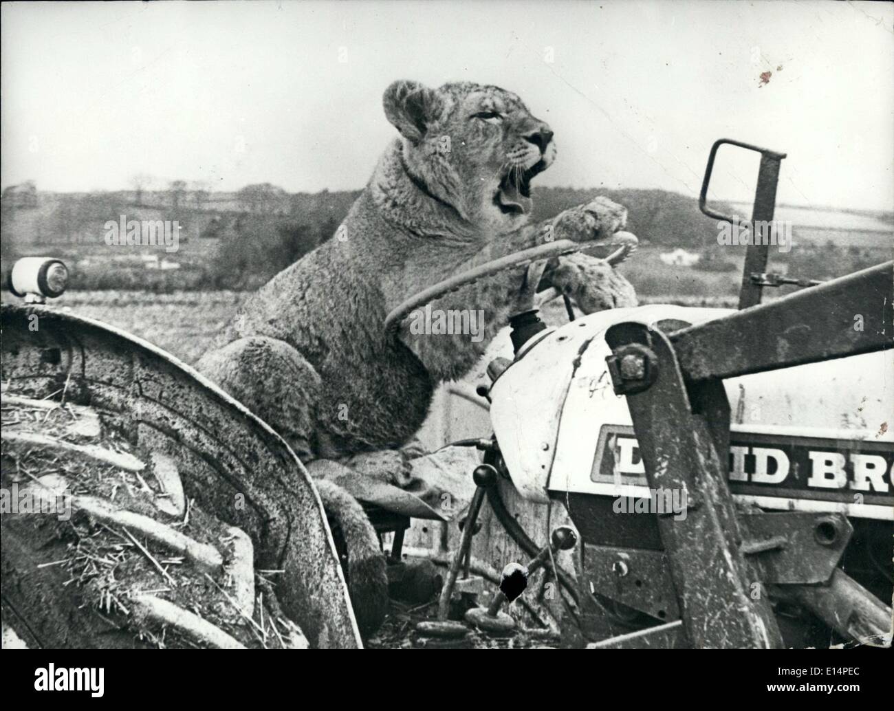 Riding lion hi-res stock photography and images - Alamy