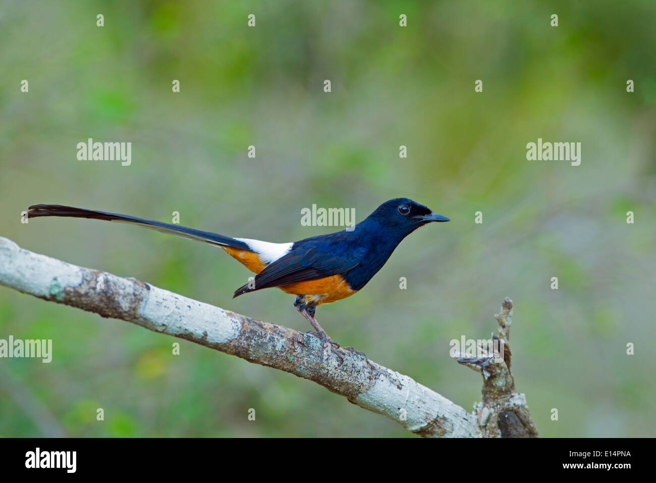 Copsychus malabaricus hi-res stock photography and images - Alamy