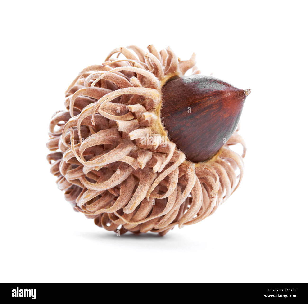 Acorns on a white background, isolated Stock Photo - Alamy