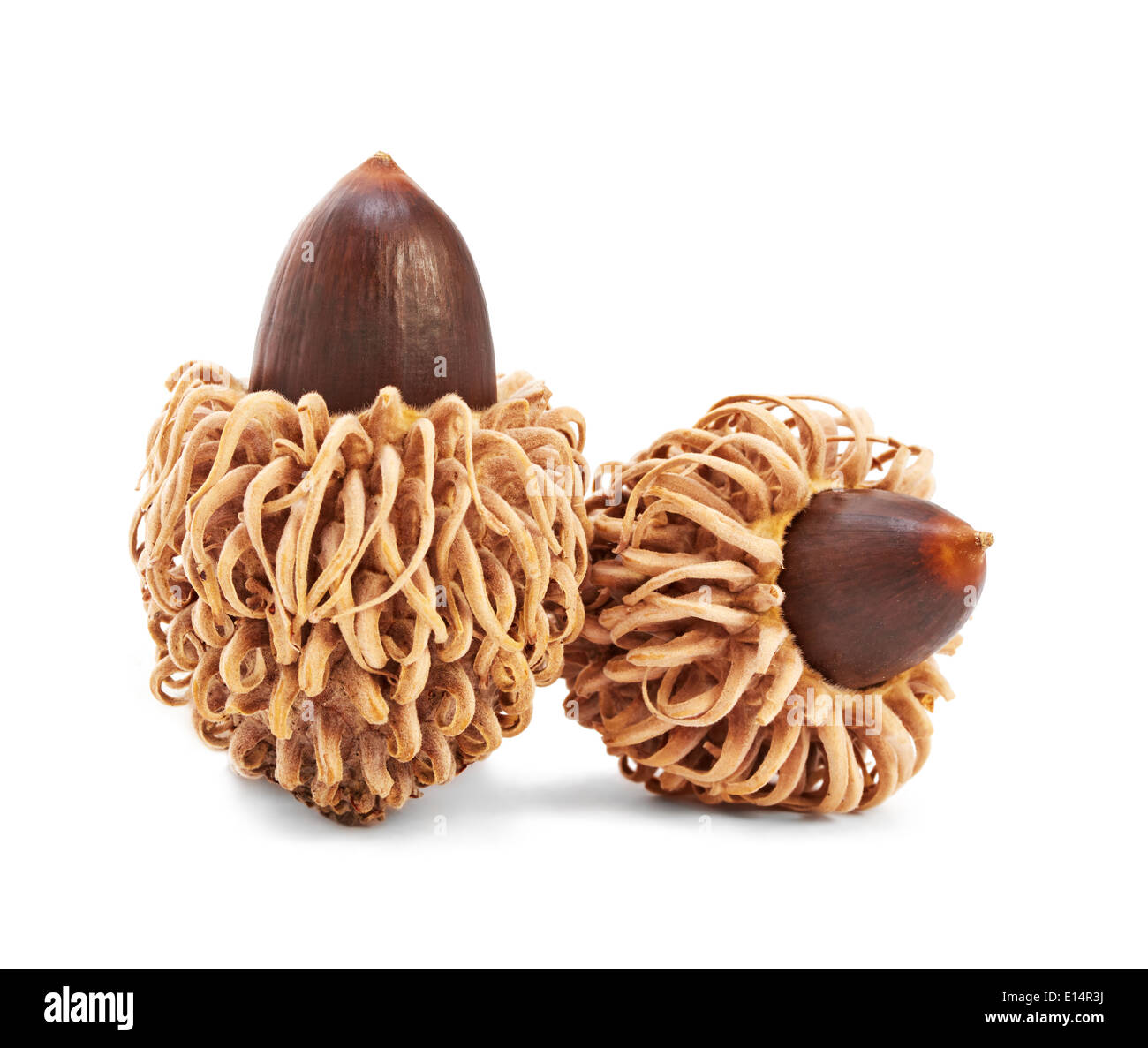 Golden acorn on green Cut Out Stock Images & Pictures - Alamy