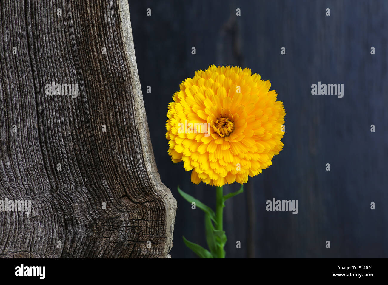Calendula officinalis yellow flower head Asteraceae Perennials old Elm ...