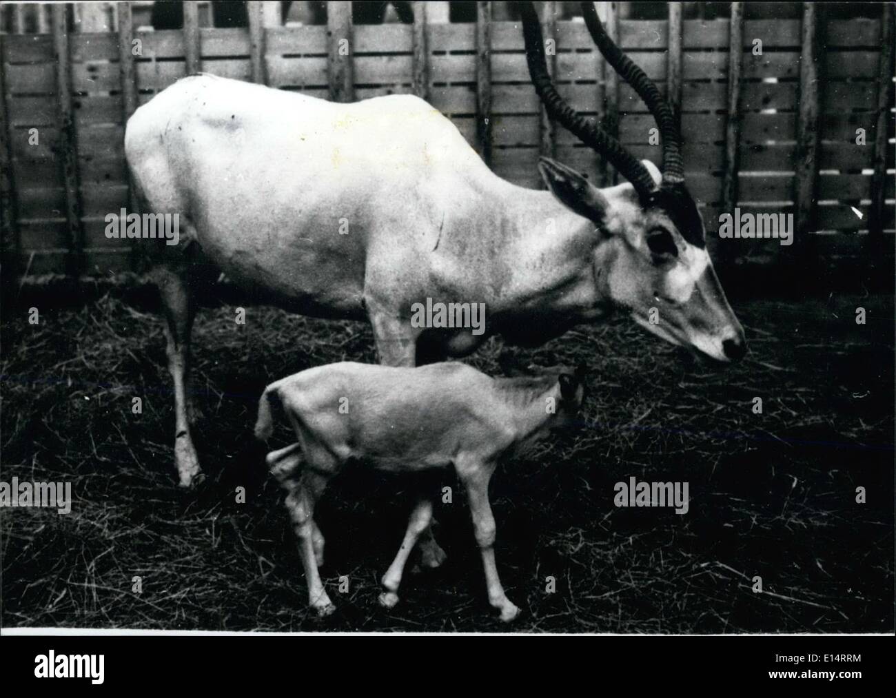 Apr. 18, 2012 - Addax first born in Japan : A pretty -looking baby ...