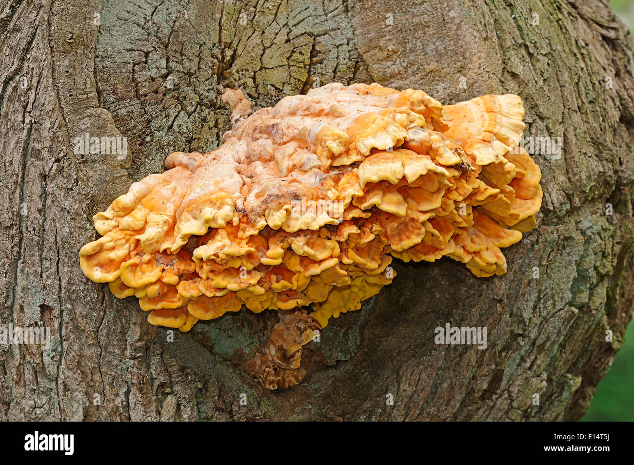Sulphur Polypore, or Sulphur Shelf (Laetiporus sulphureus), Gelderland ...