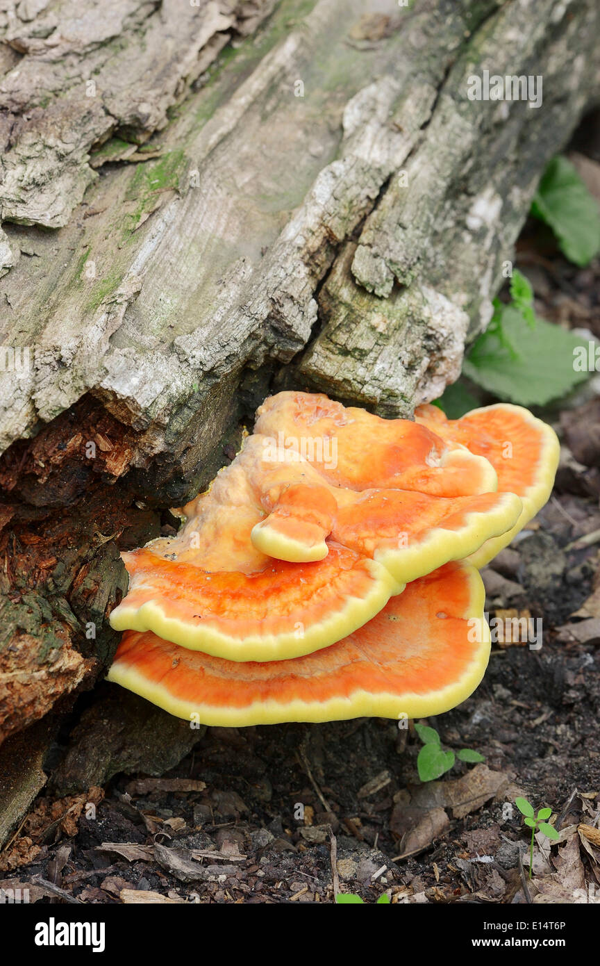 Shelf polypore hi-res stock photography and images - Alamy