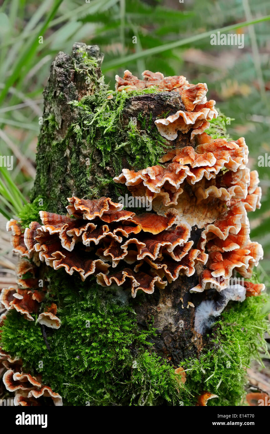 Bleeding Oak Crust (Stereum gausapatum), North Rhine-Westphalia ...