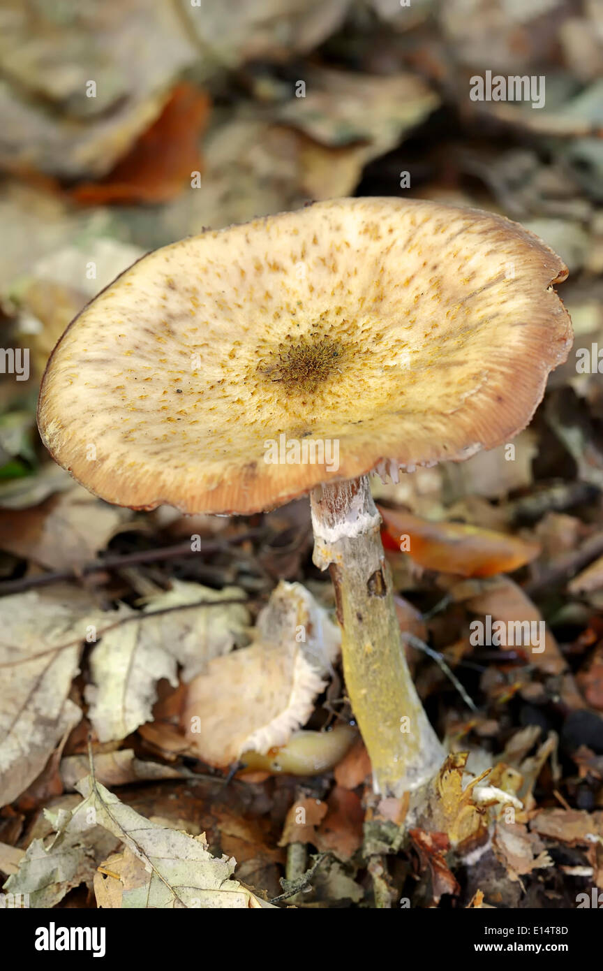 Honey Fungus (Armillaria sp.), North Rhine-Westphalia, Germany Stock ...
