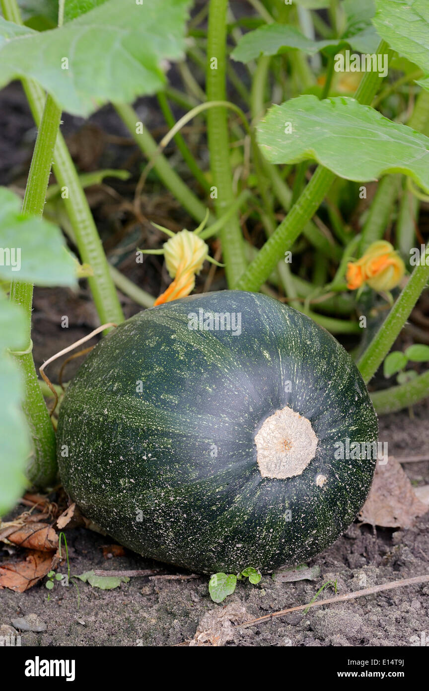 Cucurbita pepo hi-res stock photography and images - Alamy