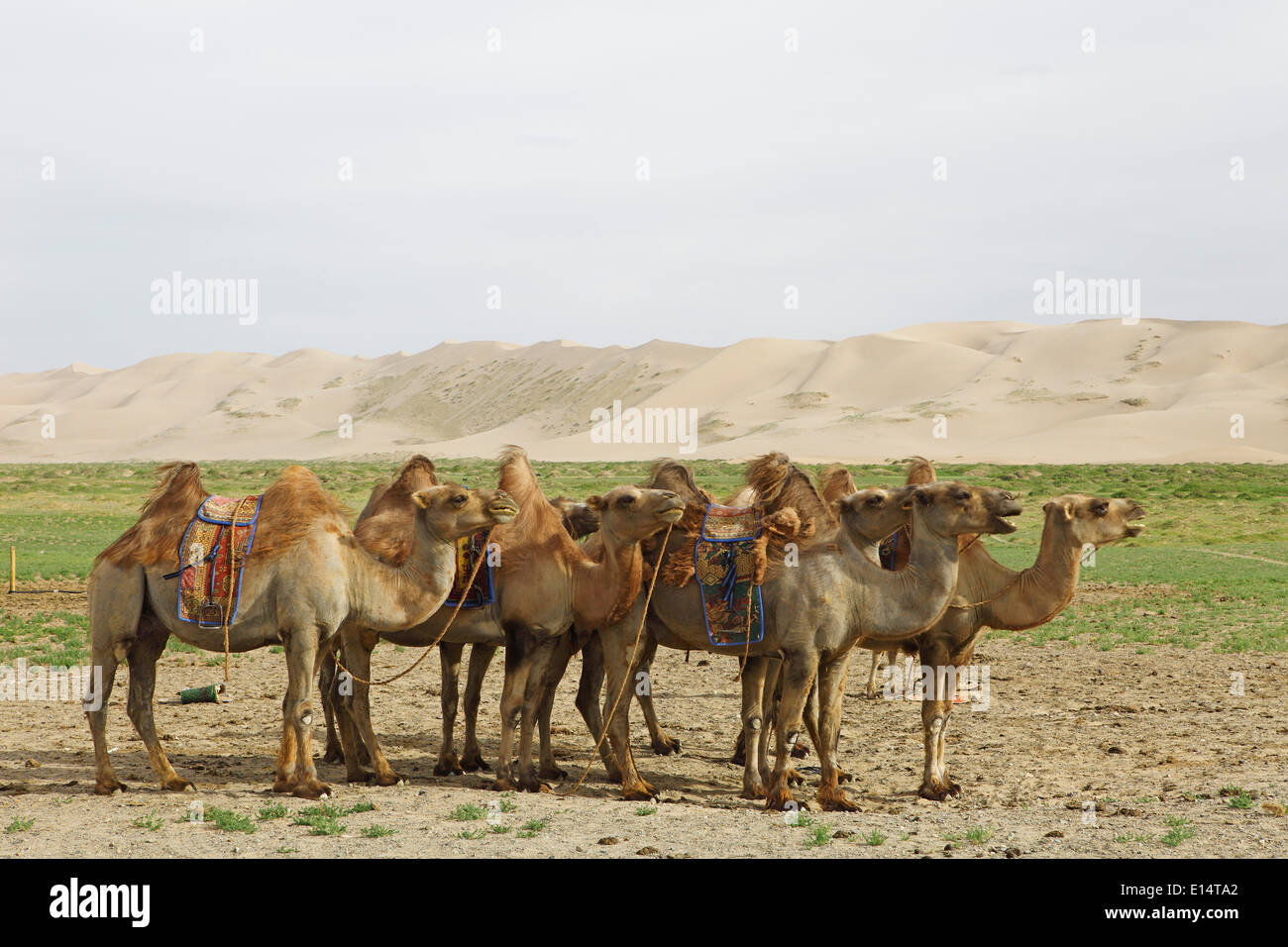 Herd of Bactrian Camels (Camelus ferus) with Mongolian saddles in front ...